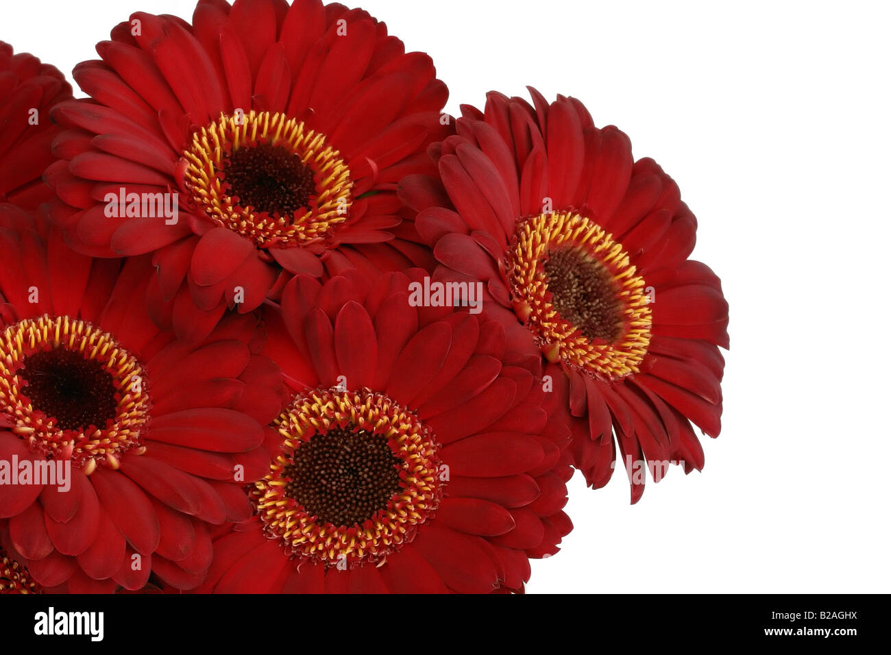 bunch of red gerbera daisies on an isolated white background Stock ...