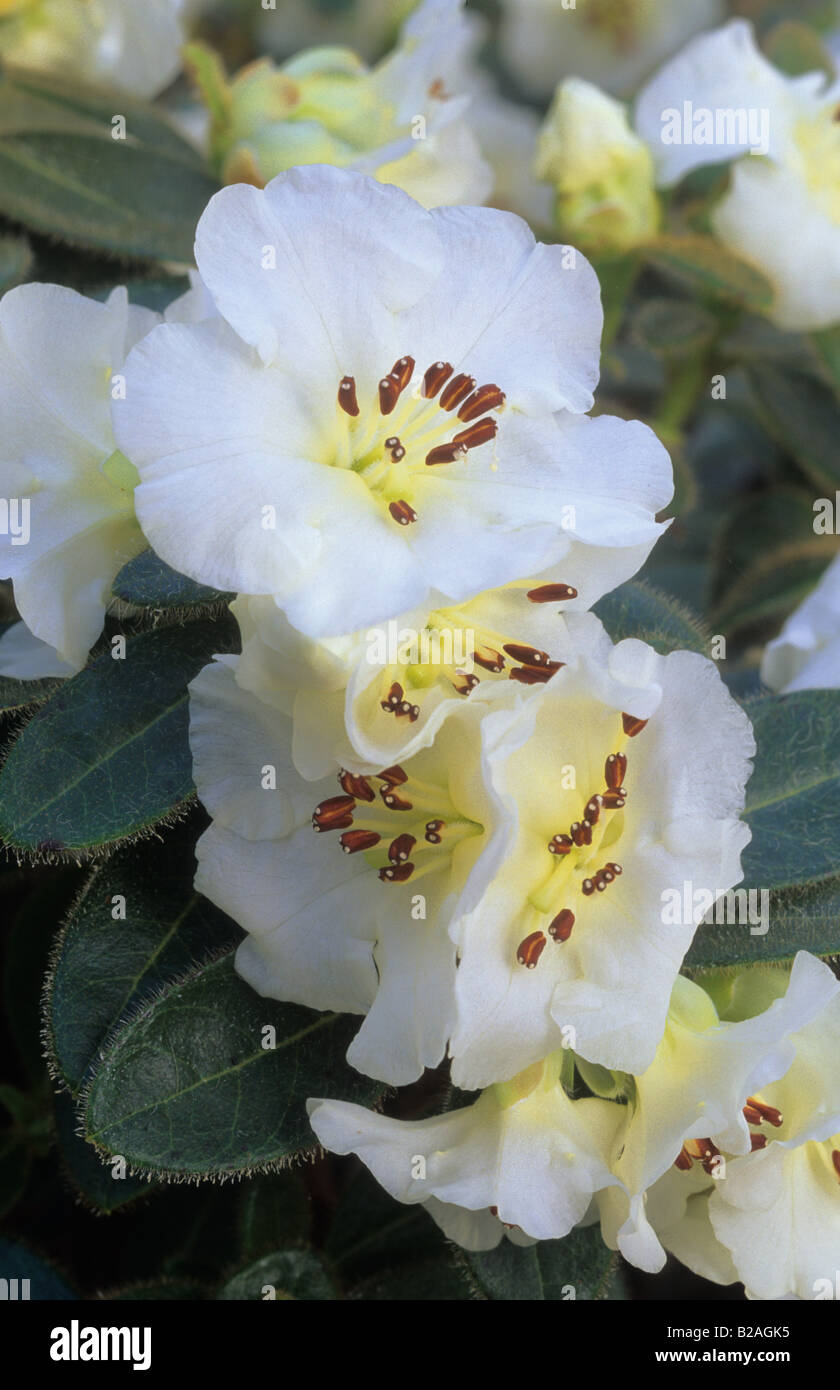 species Rhododendron leucaspis Stock Photo - Alamy