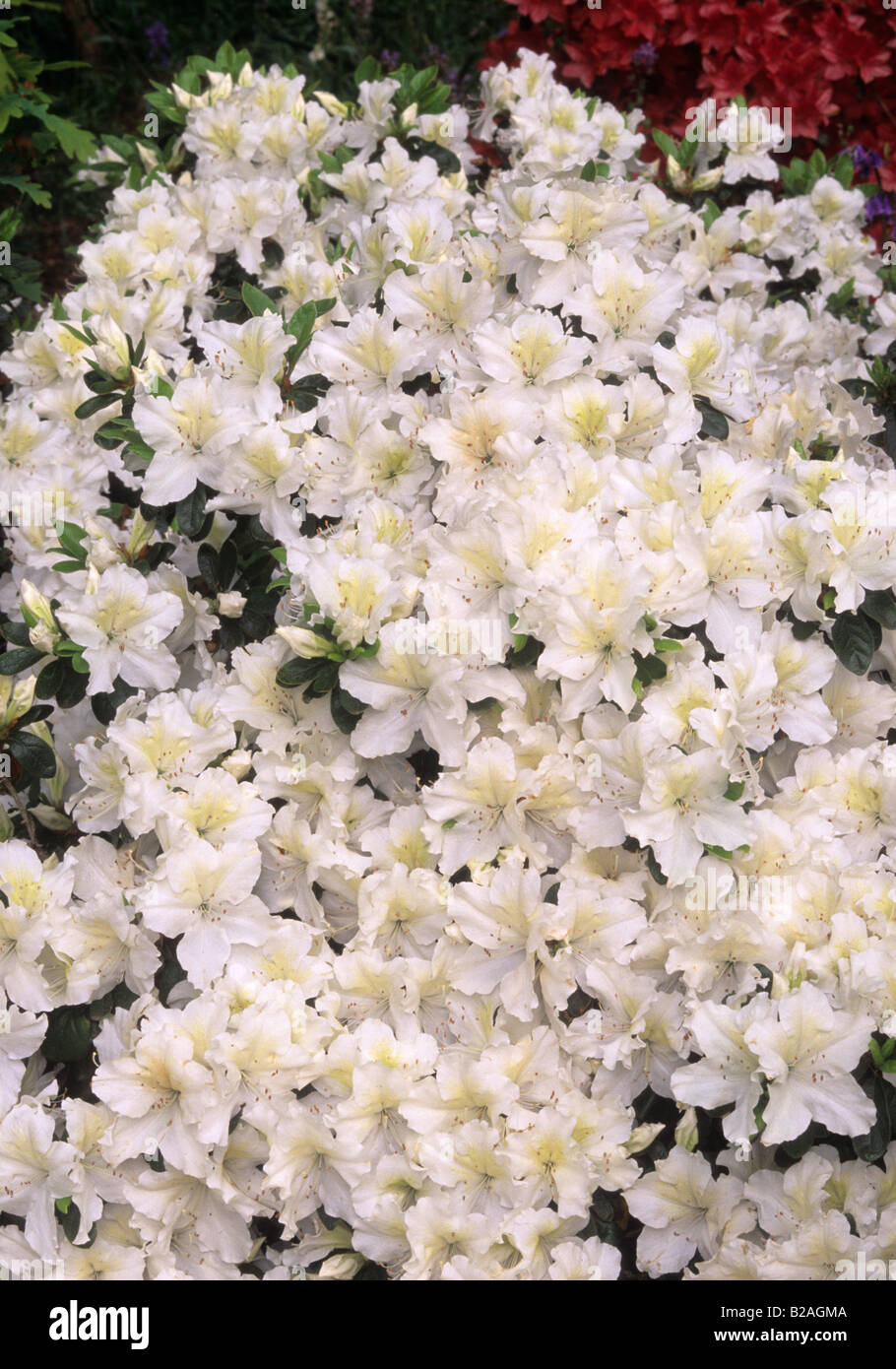 azalea Rhododendron Mary Helen Stock Photo - Alamy
