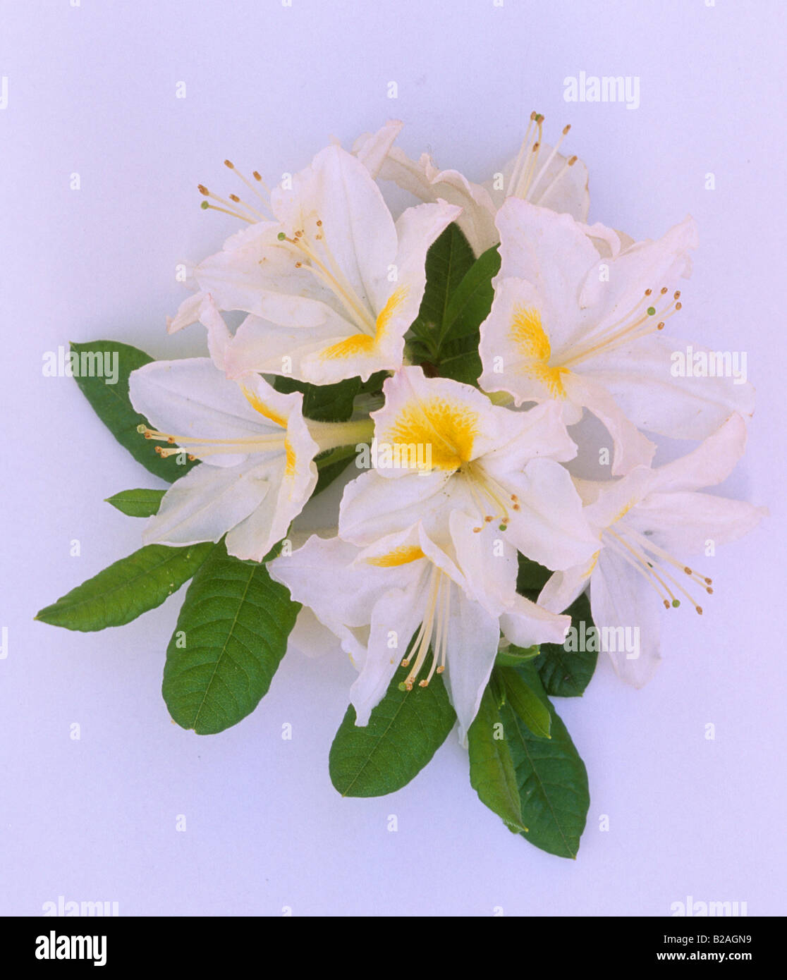 exbury azalea Rhododendron Persil Stock Photo - Alamy