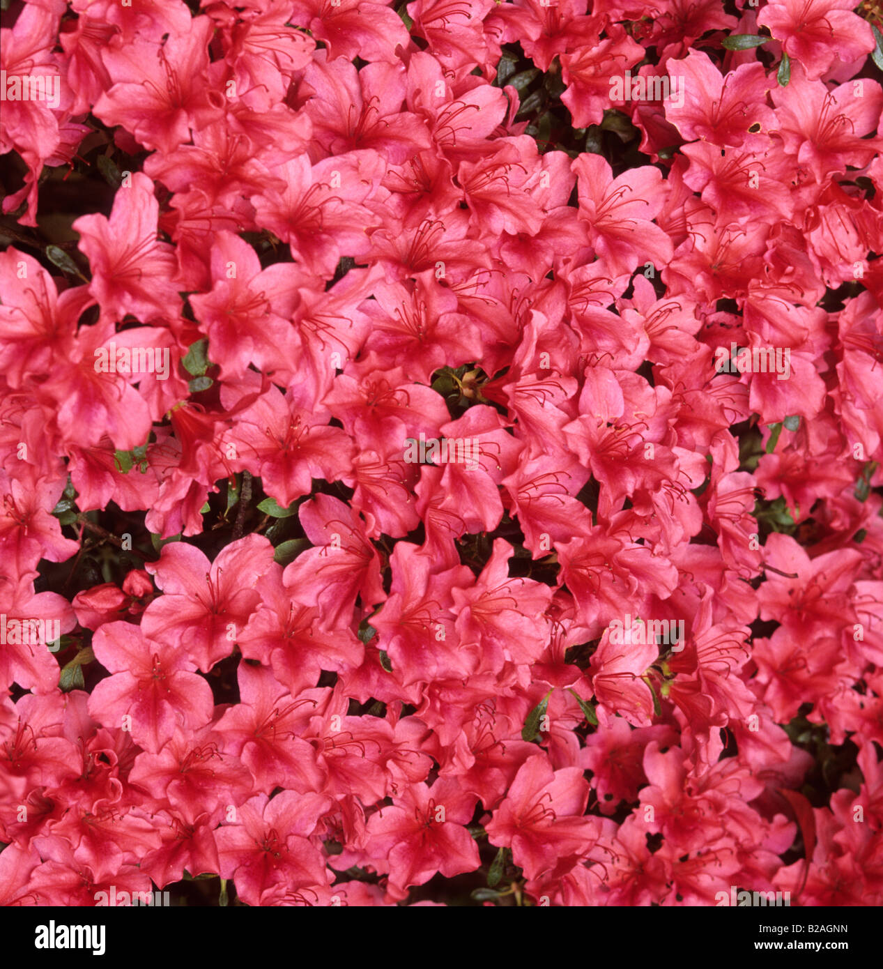 azalea Rhododendron Princess Juliana Stock Photo - Alamy