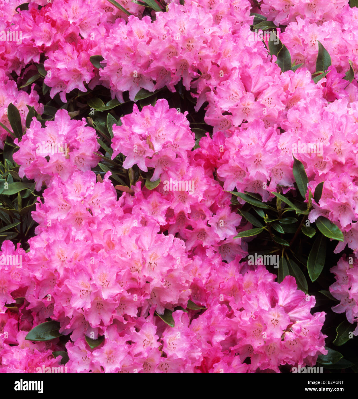 Cherub flowers hi-res stock photography and images - Alamy