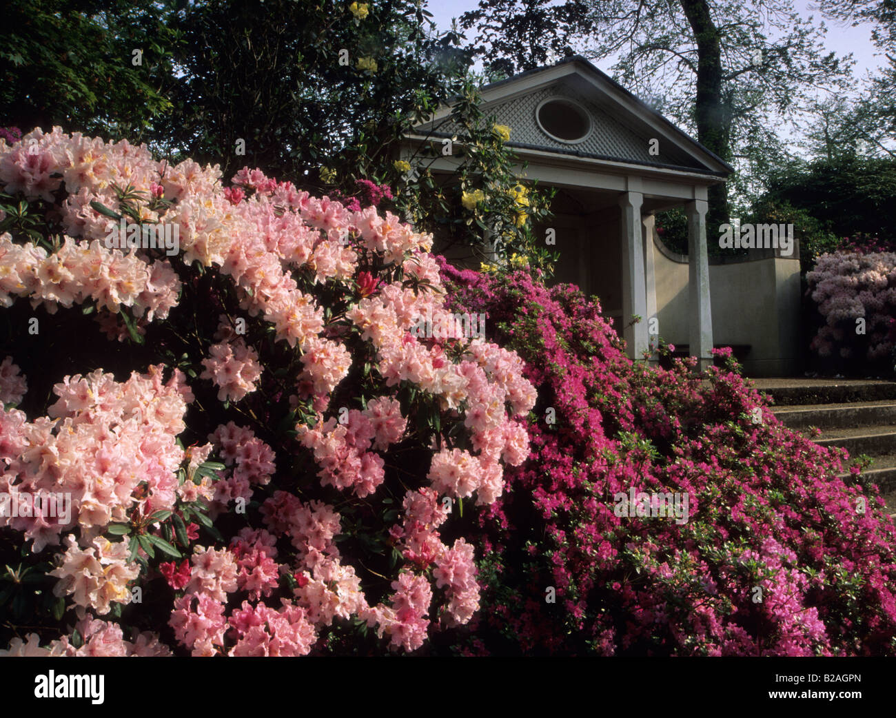 Valley Gardens Surrey Rhododendron Percy Wiseman Stock Photo - Alamy