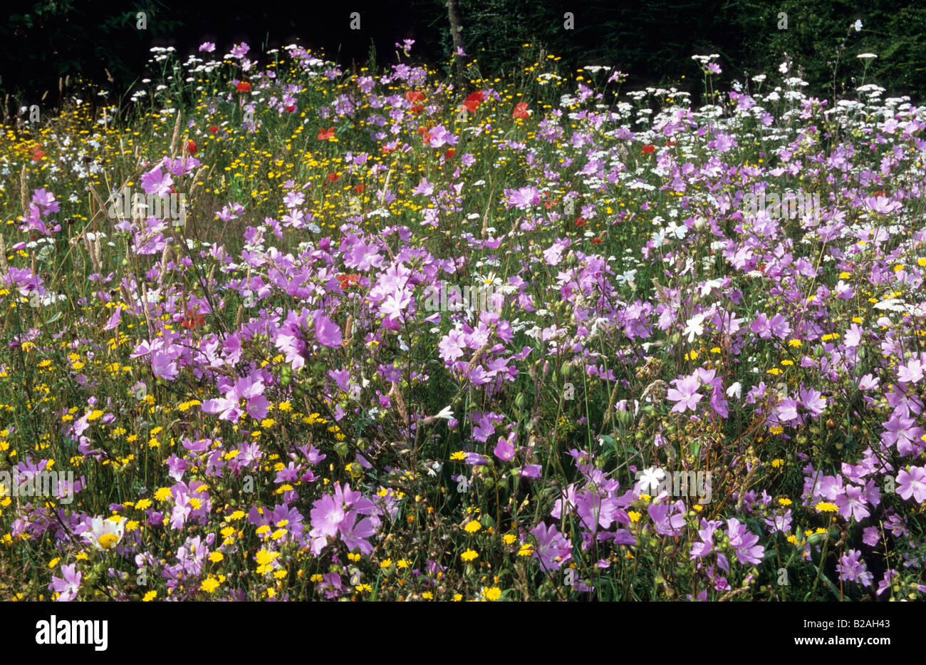 The Oast Houses Hampshire mini meadow annual and perennial wildflowers ...