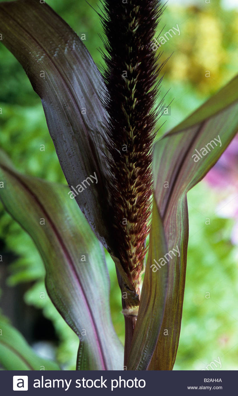 Purple Majesty Stock Photos & Purple Majesty Stock Images - Alamy