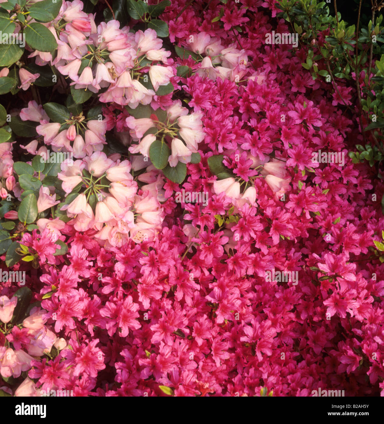 azalea Rhododendron Vuyk's Rosy Red and Bow Bells Stock Photo - Alamy