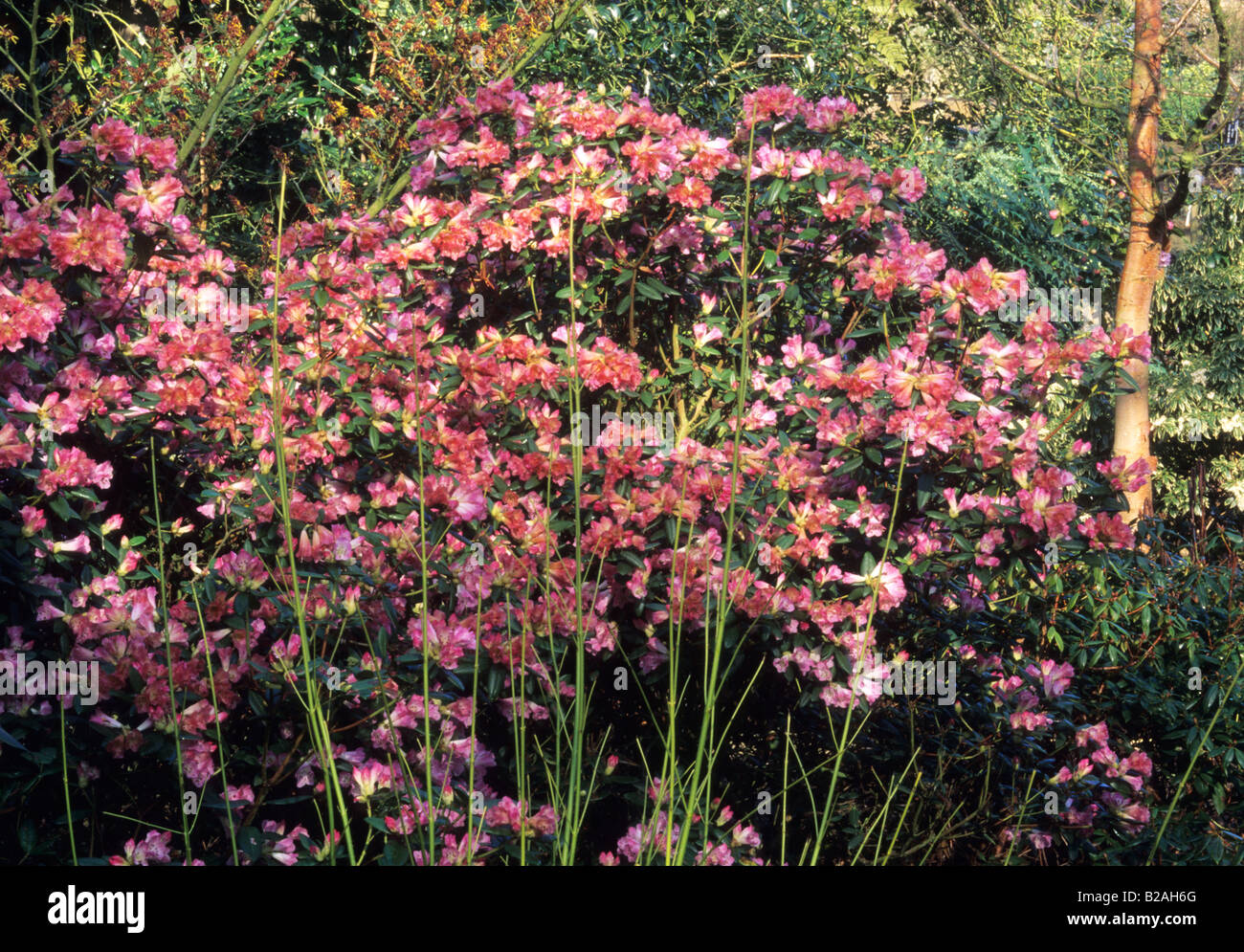 Seta hi-res stock photography and images - Alamy