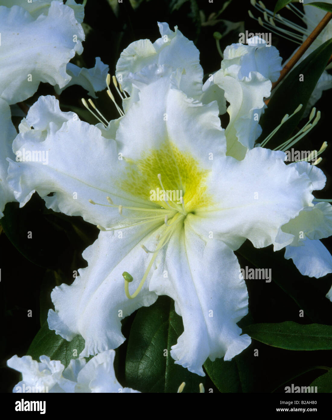 Rhododendron Snow Lady Stock Photo - Alamy
