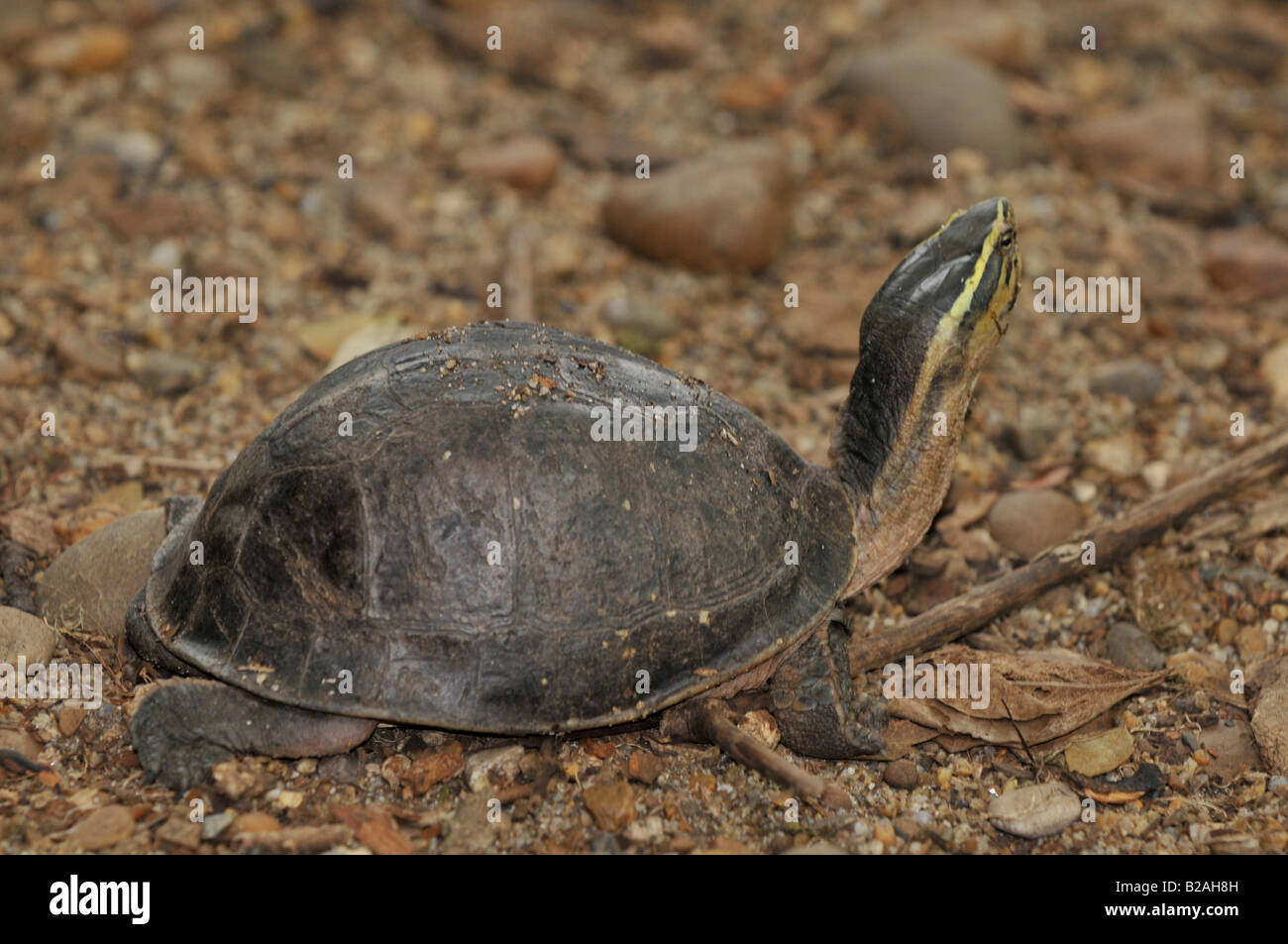 Yellow headed Temple turtle , dusit zoo , bangkok, thailand Stock Photo ...