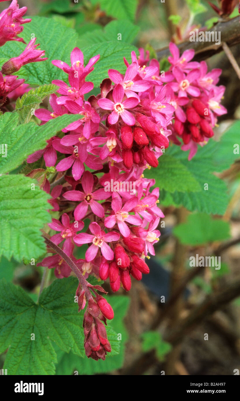 flowering currant Ribes sanguineum Splendens Stock Photo - Alamy