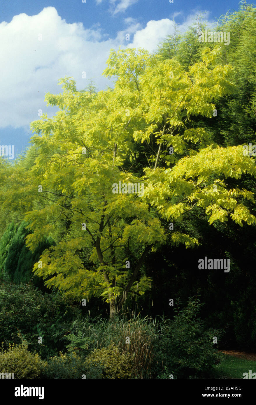 Robinia pseudoacacia Frisia Stock Photo - Alamy Robinia pseudoacacia Frisia Stock Photo - Alamy
