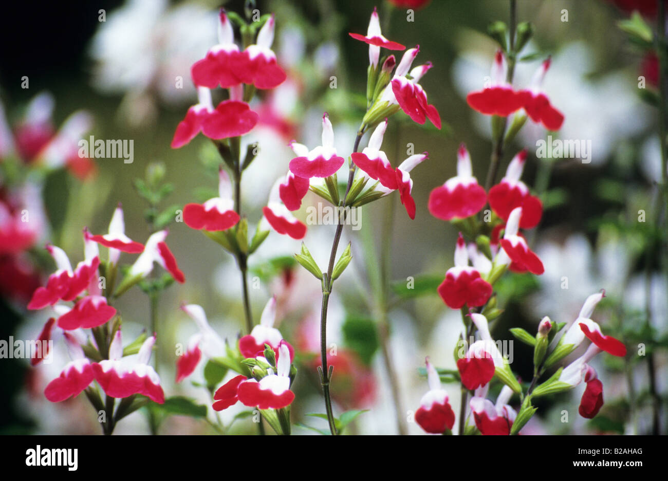 Salvia microphylla Hot Lips Stock Photo - Alamy