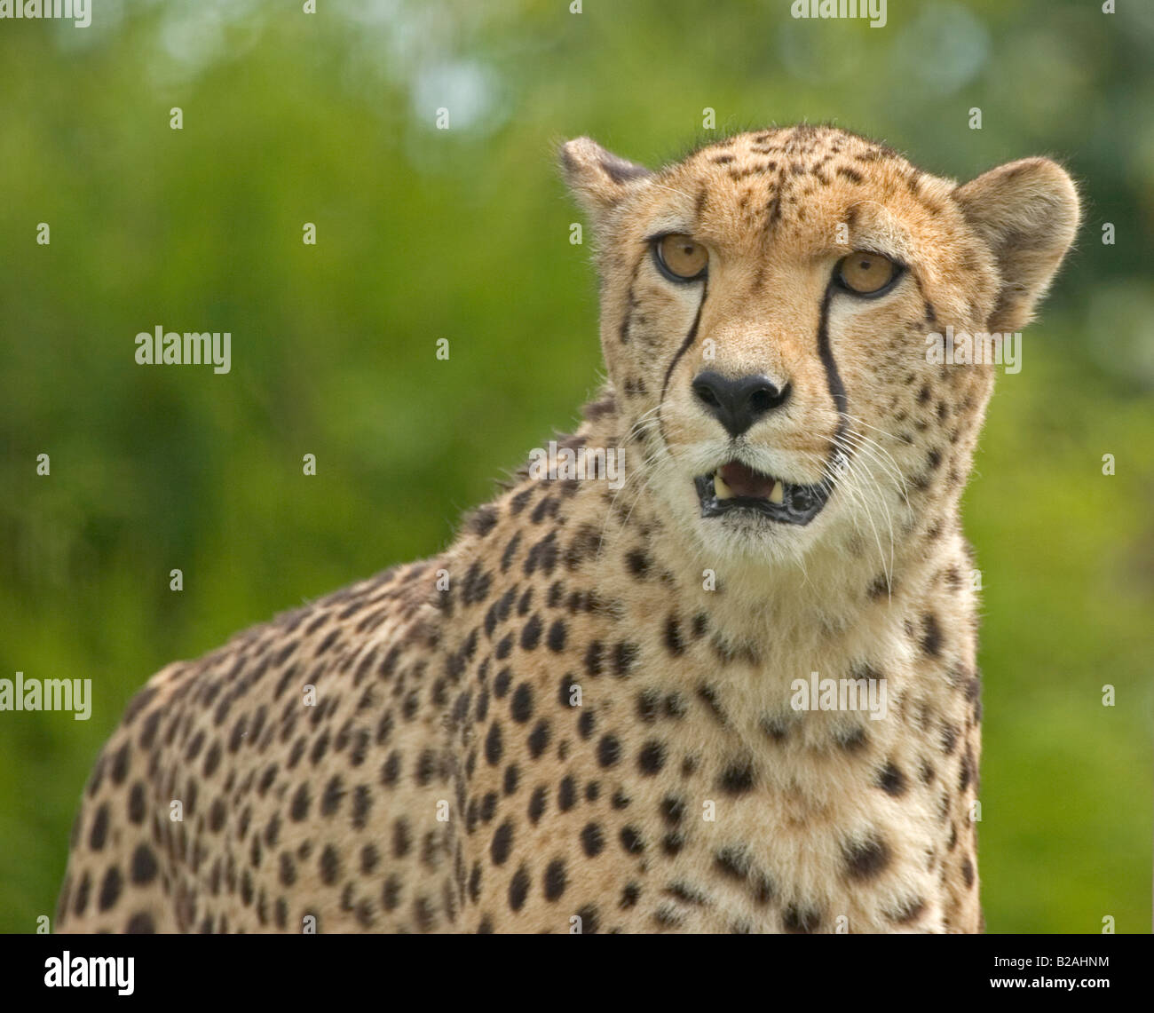 Cheetah observing hi-res stock photography and images - Alamy