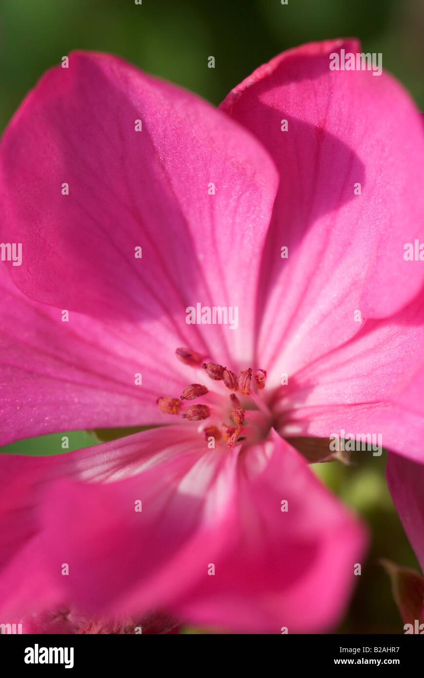 Pink Flower Close up Stock Photo - Alamy