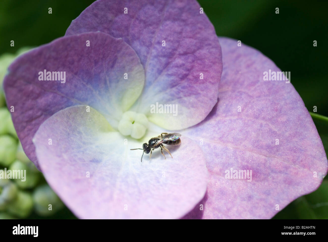 Violet Flower and Insect Close up Stock Photo - Alamy