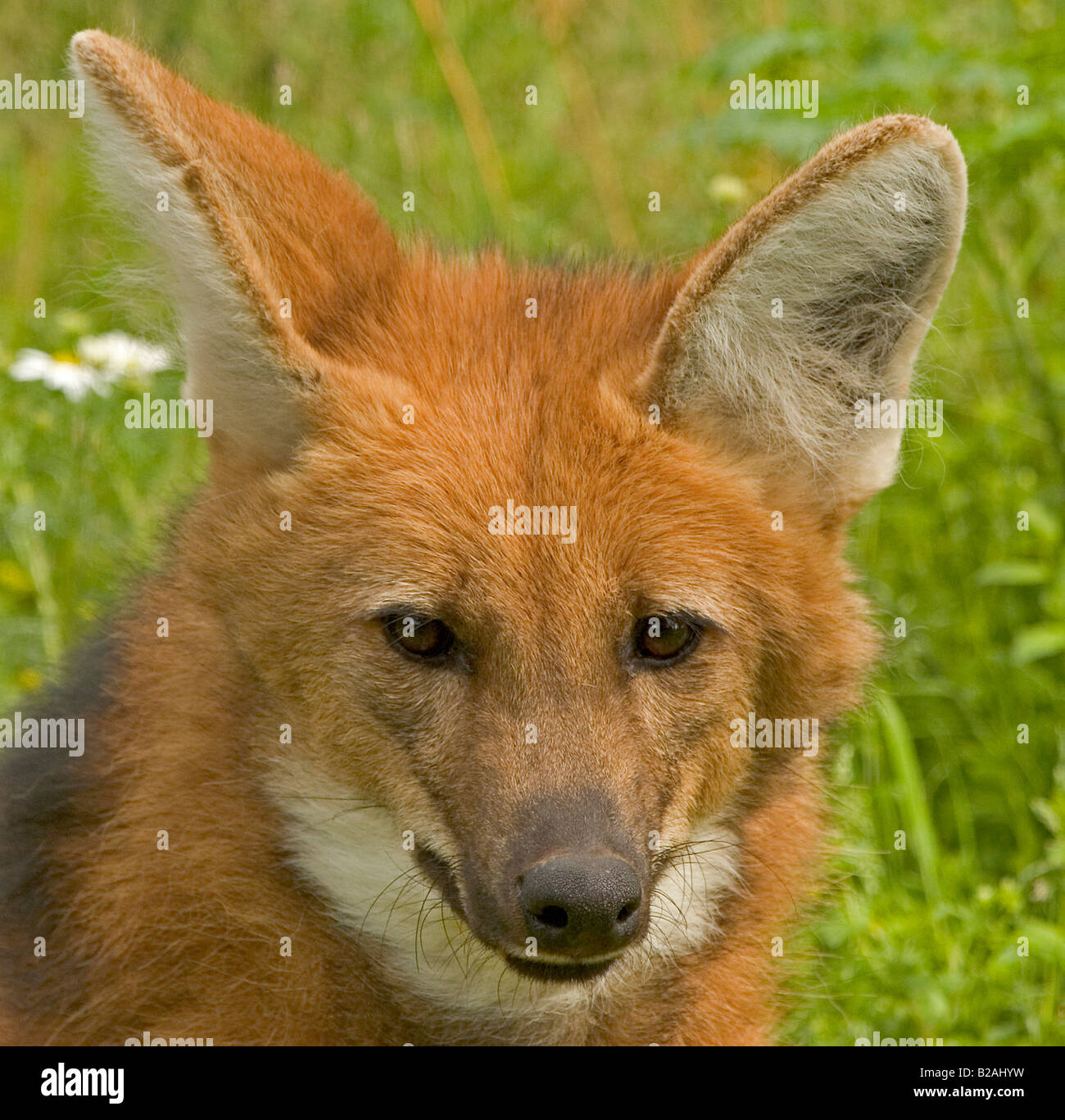 Maned wolf hi-res stock photography and images - Alamy