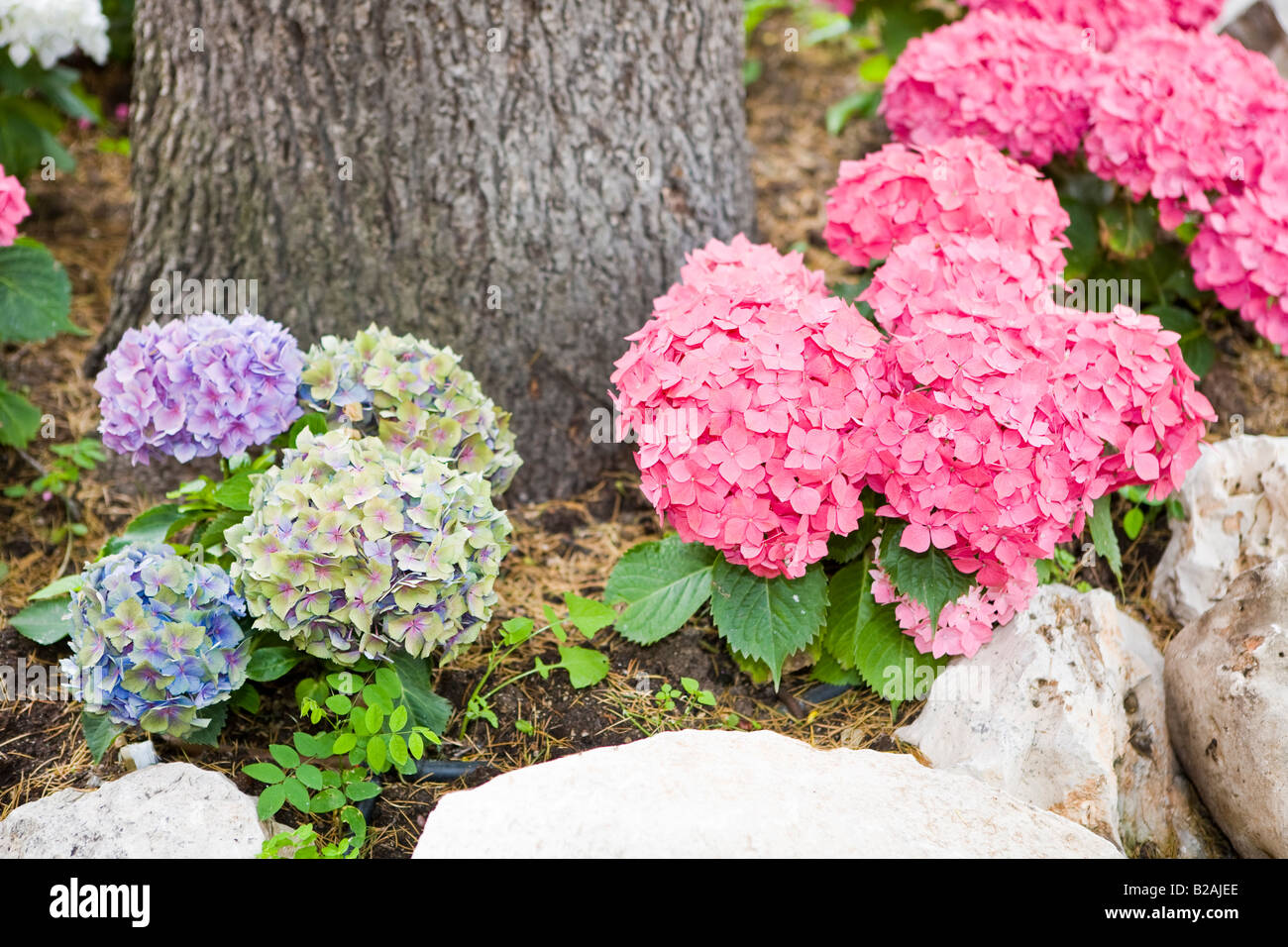 Flowers under tree Stock Photo - Alamy