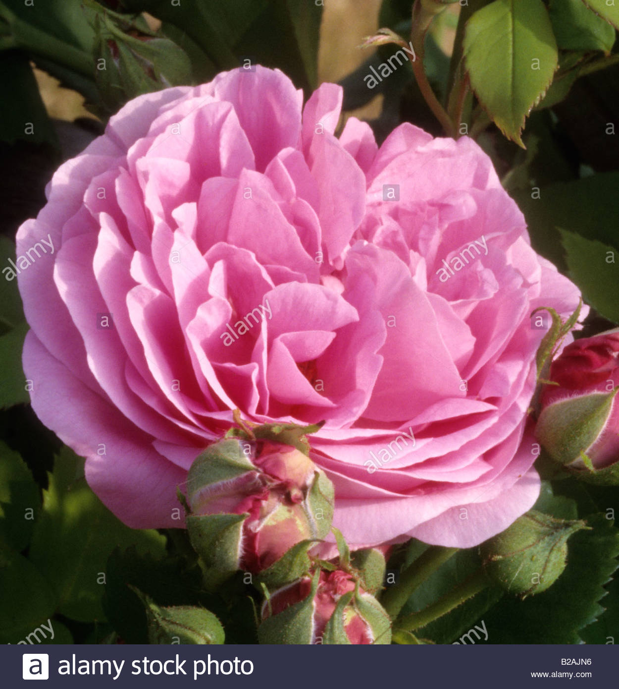 Constance Spry Stock Photos & Constance Spry Stock Images - Alamy