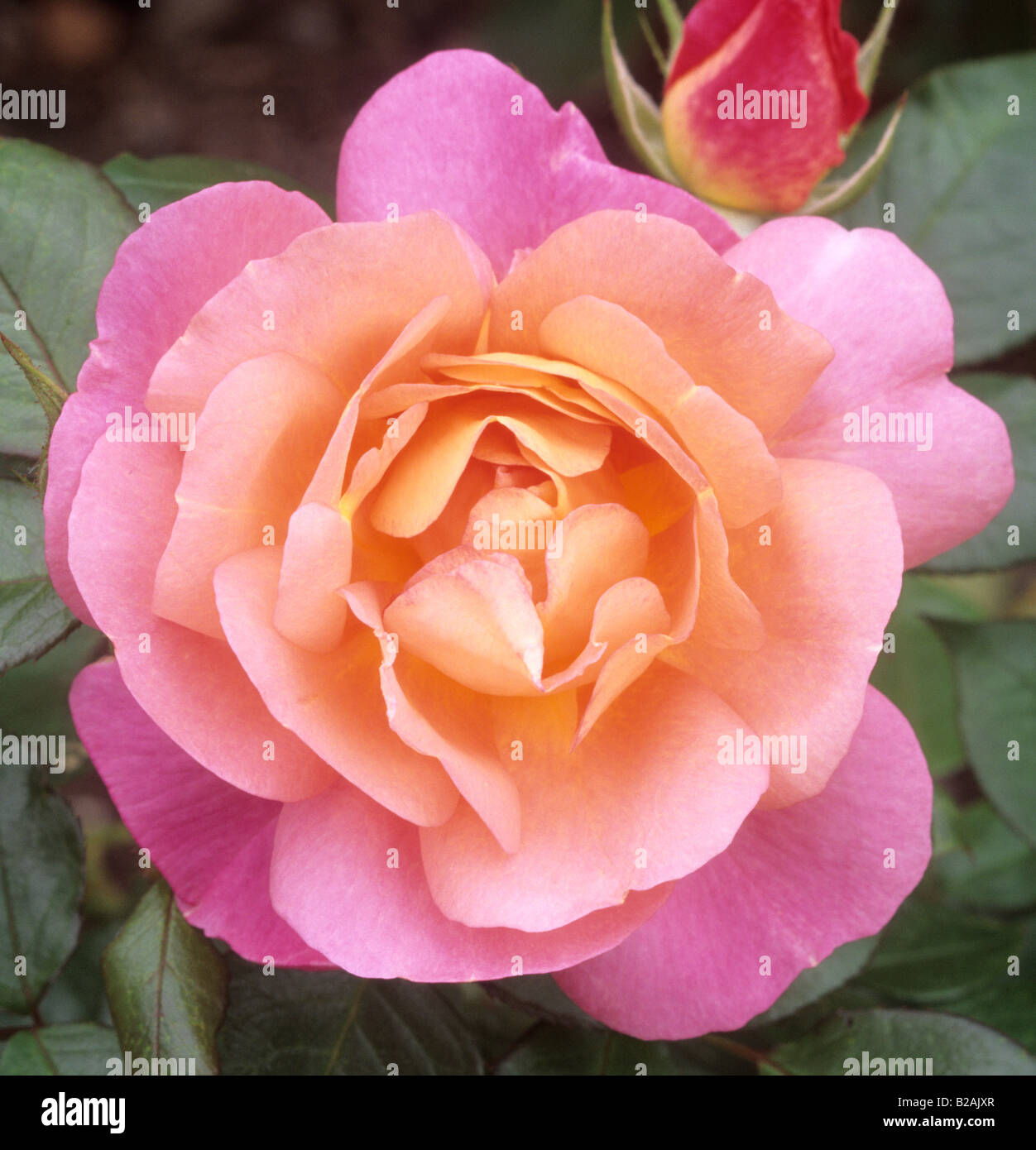 Rosa eyecatcher hi-res stock photography and images - Alamy