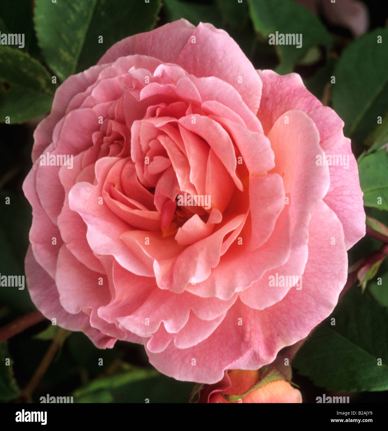 shrub rose Rosa Fritz Nobilis Stock Photo - Alamy