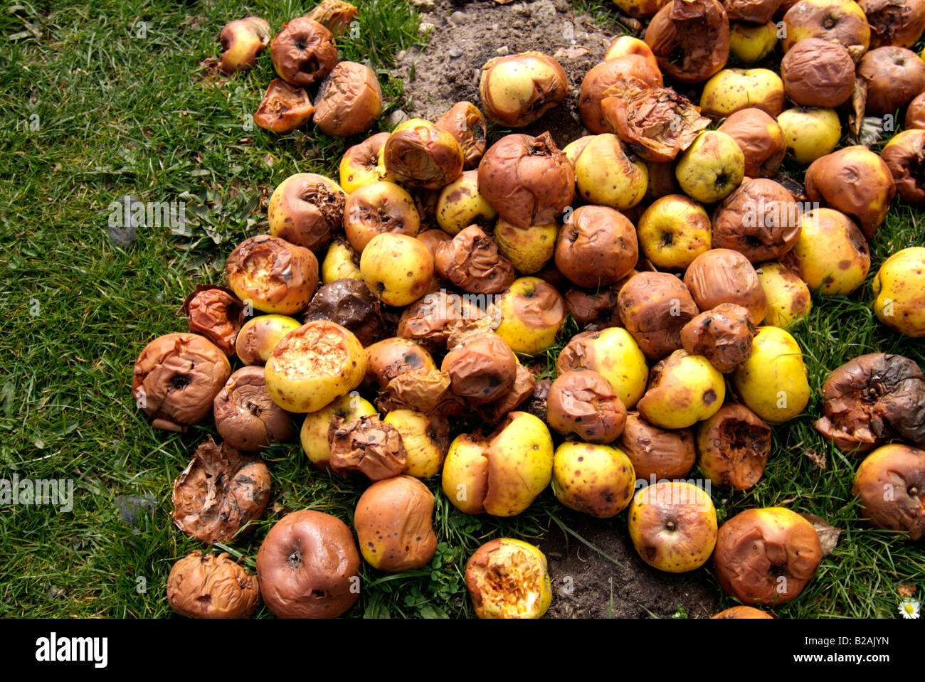 Rotting fruit hi-res stock photography and images - Alamy