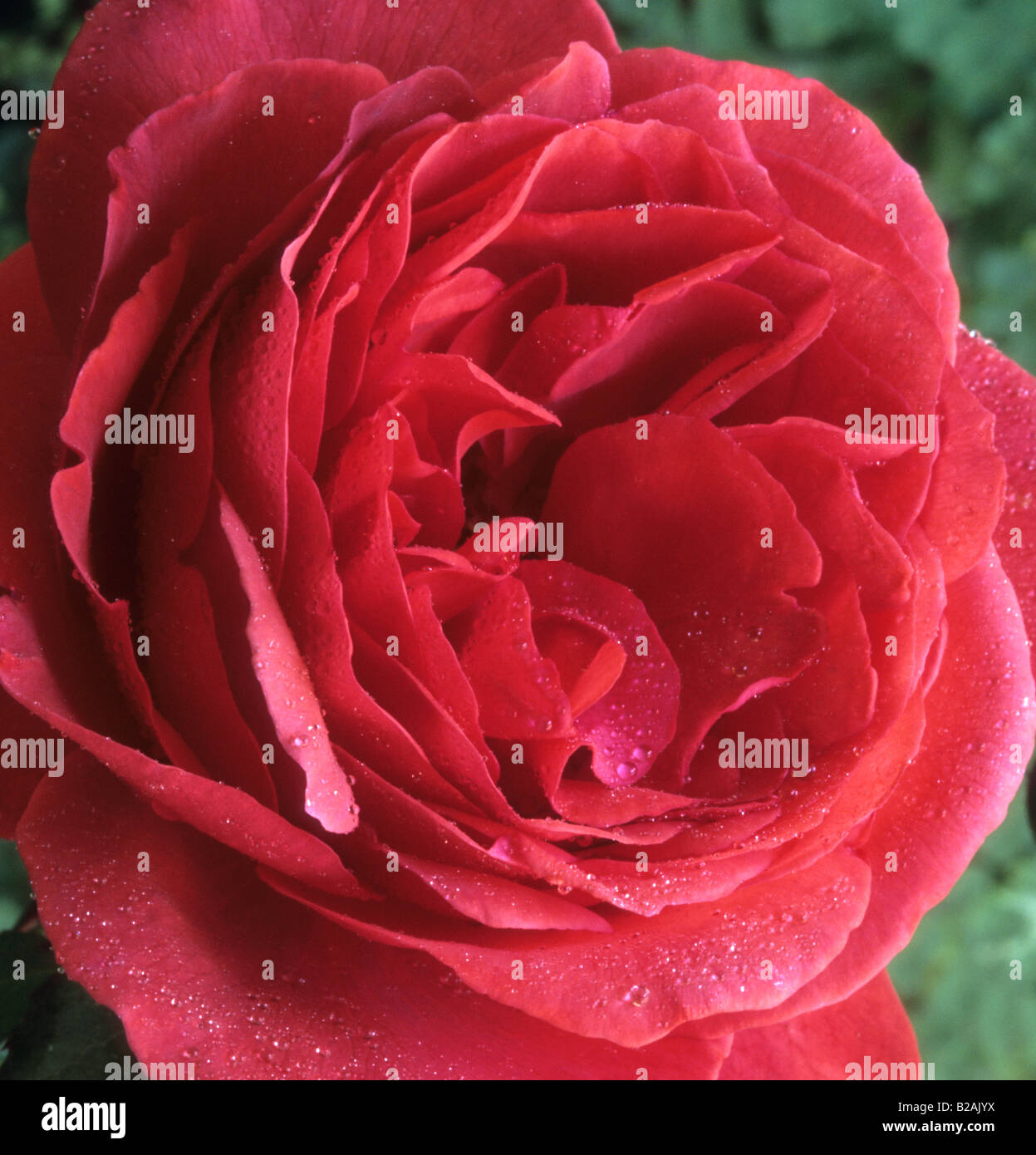shrub rose Rosa Fragrant Cloud Stock Photo - Alamy