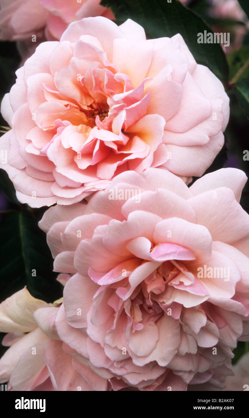 shrub rose Rosa Felicia Stock Photo - Alamy