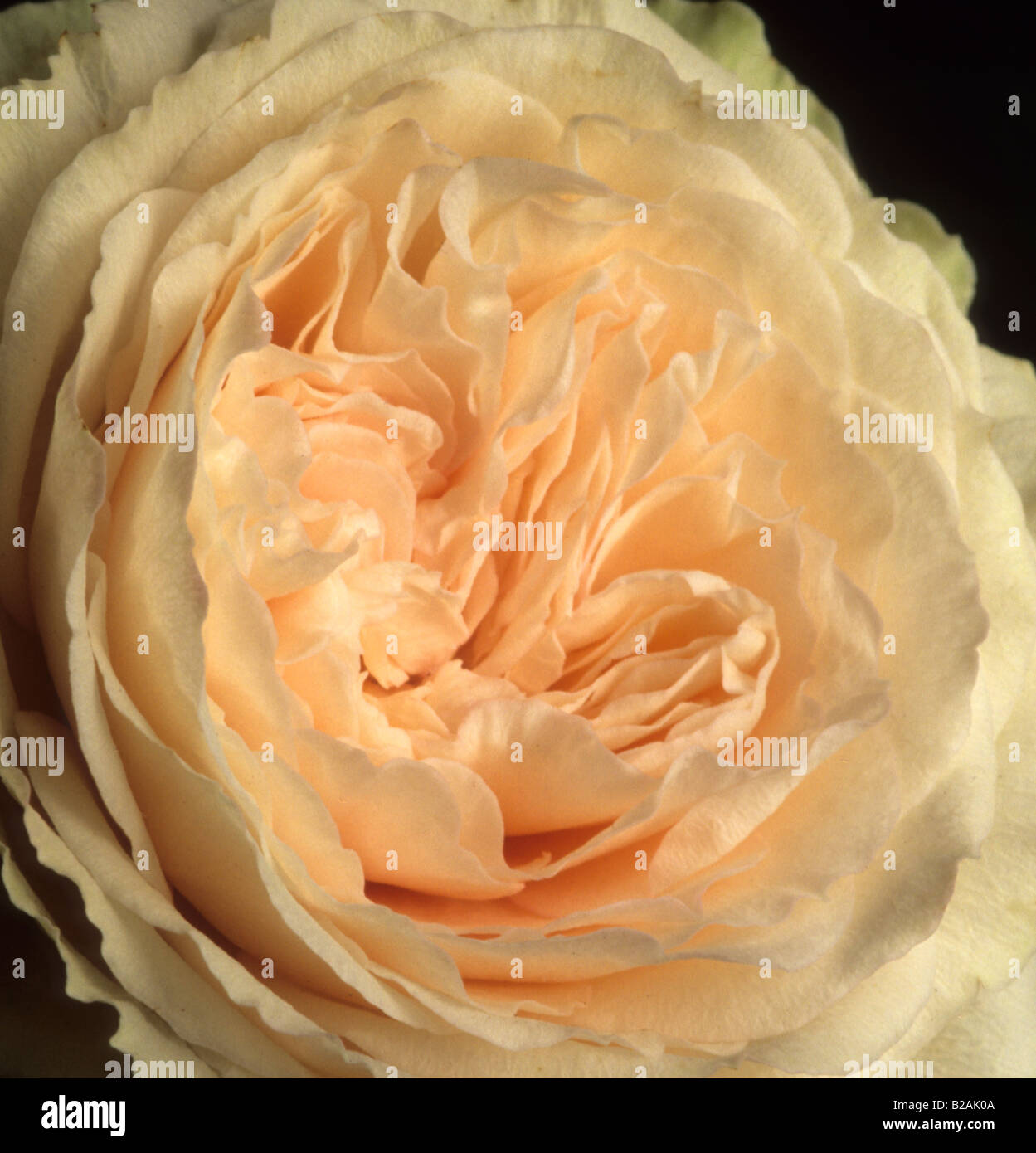 shrub rose Rosa Forever Stock Photo - Alamy