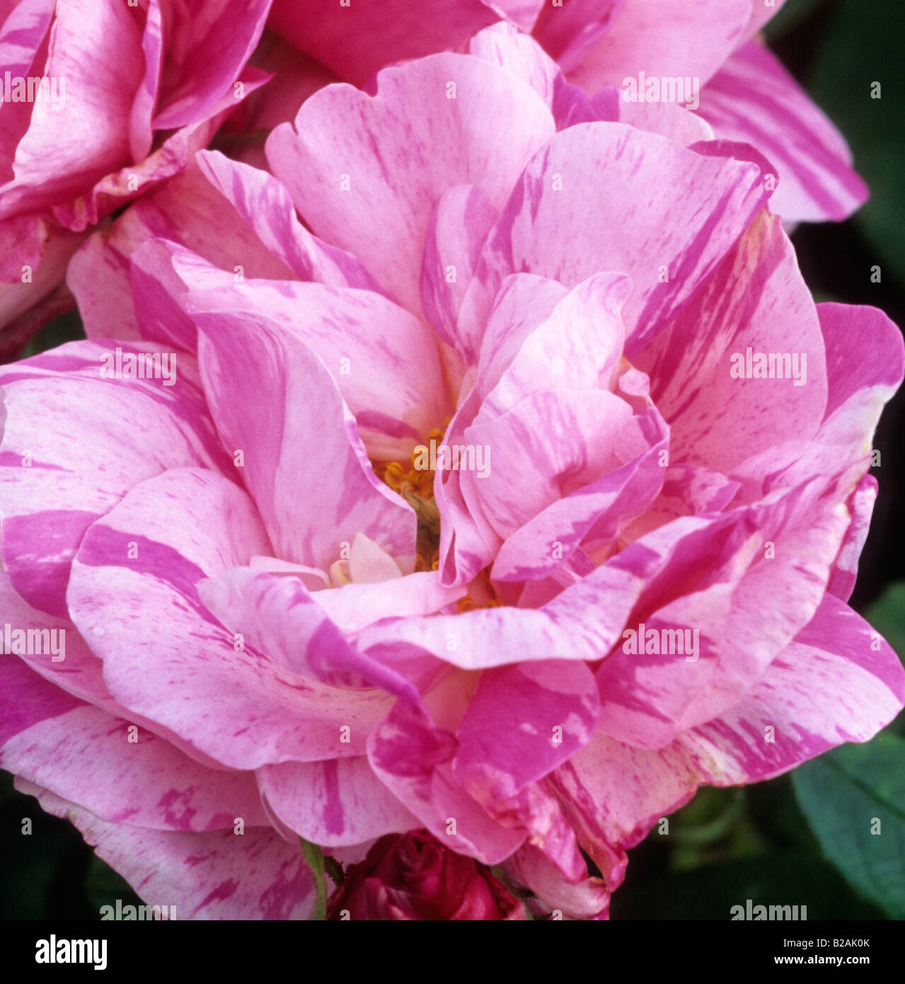 shrub rose Rosa gallica Versicolor syn Rosamundi Stock Photo - Alamy