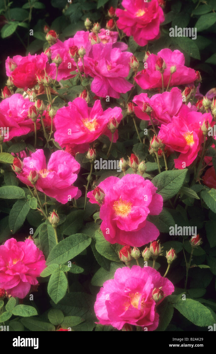 Rosa gallica officinalis hi-res stock photography and images - Alamy