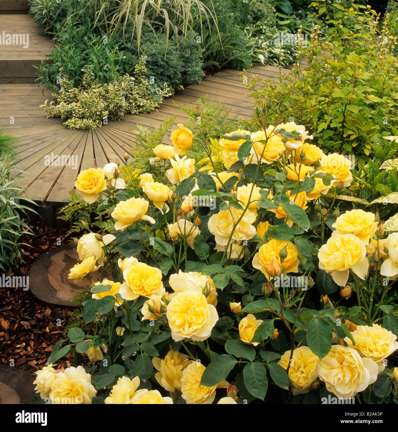 Chelsea Flower Show 1995 design Jill Gundrey shrub rose Rosa Graham ...