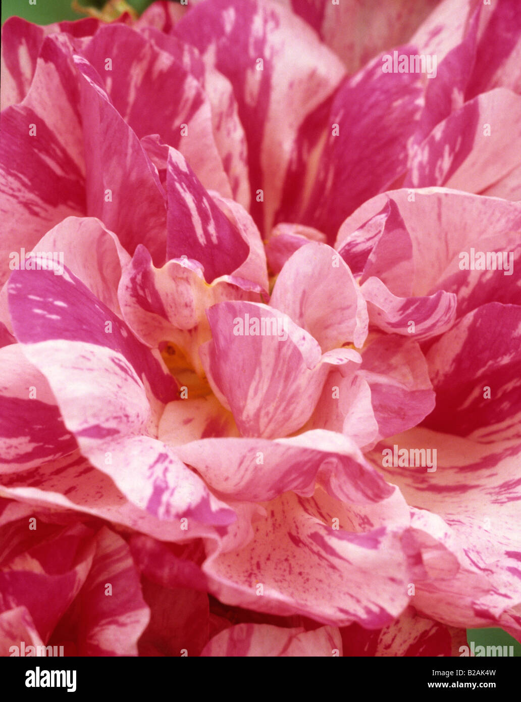 shrub rose Rosa gallica Versicolor syn Rosamundi Stock Photo - Alamy