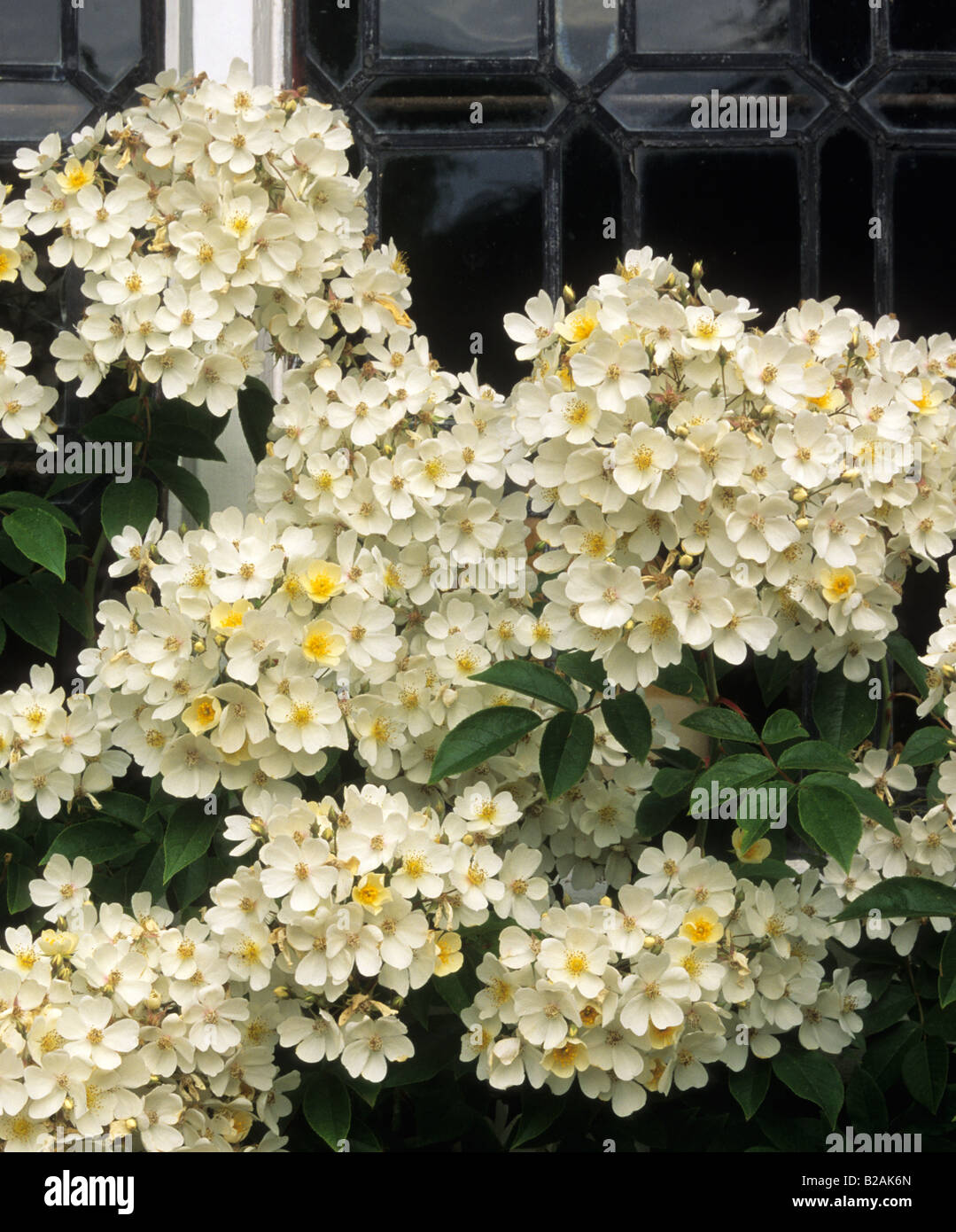 climbing rose Rosa Helenae on wall Stock Photo - Alamy