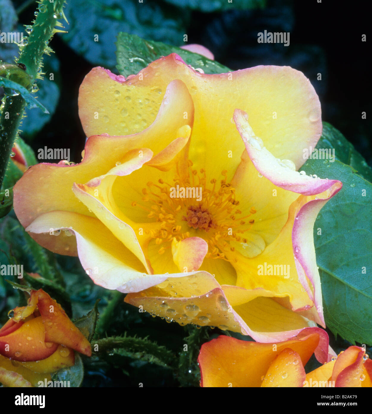 shrub rose Rosa Helen Hamlyn Stock Photo - Alamy