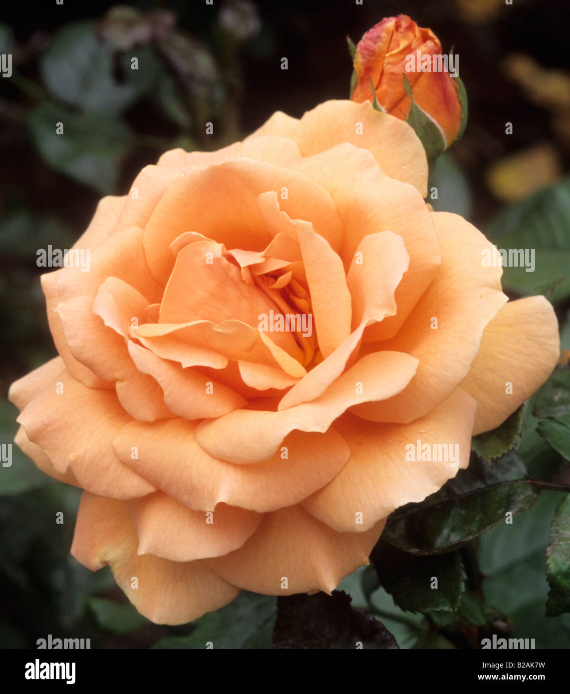 shrub rose Rosa Indian Summer Stock Photo - Alamy