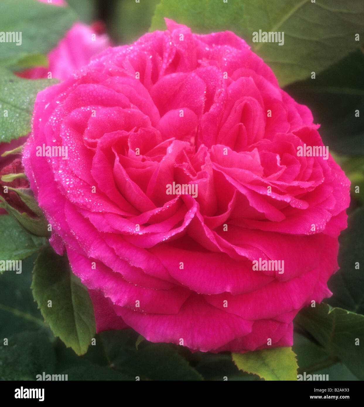 hybrid perpetual shrub rose Rosa John Hopper Stock Photo - Alamy