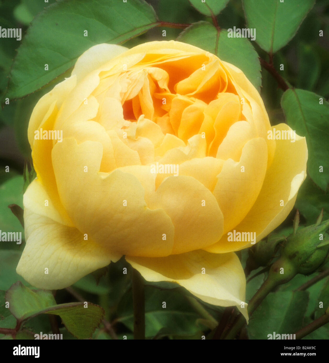 David Austin rose Rosa 'Jude The Obscure' Stock Photo - Alamy