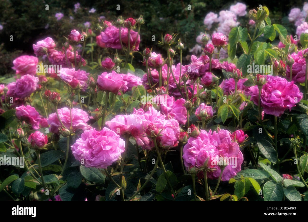 shrub rose Rosa Du Maitre d'Ecole Stock Photo - Alamy