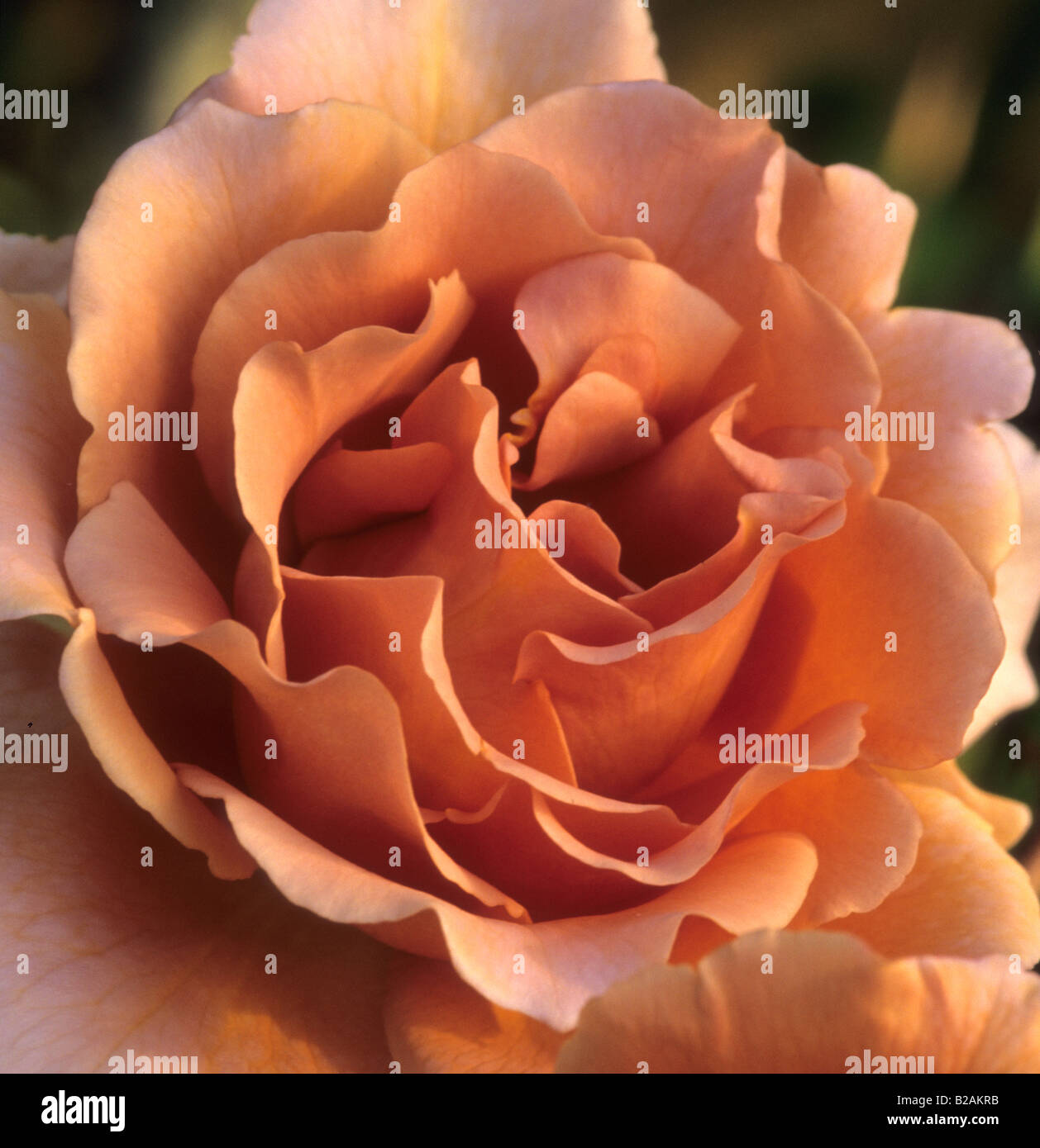 Julia rose hi-res stock photography and images - Alamy