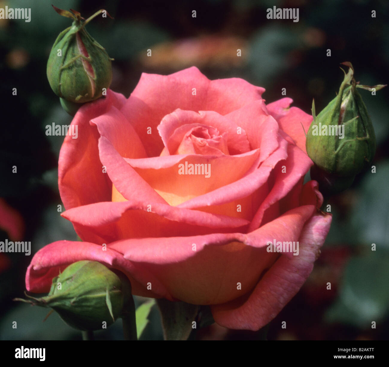 shrub rose Rosa My Choice Stock Photo - Alamy