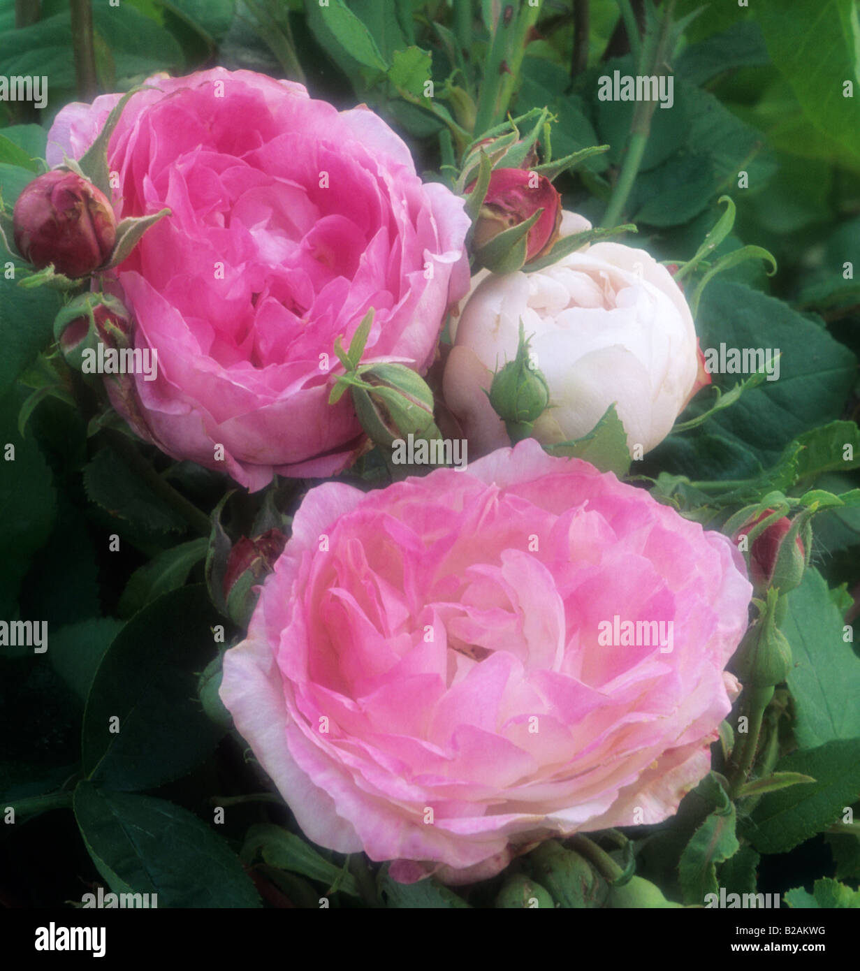 shrub rose Rosa Madame Pierre Oger Stock Photo - Alamy