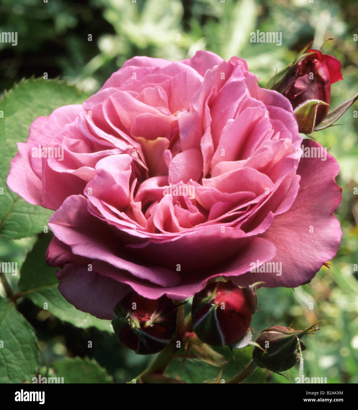 shrub rose Rosa Magenta Stock Photo - Alamy