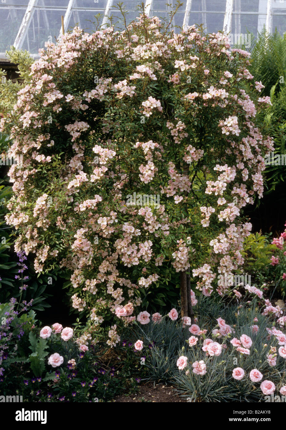 Trailing shrub hi-res stock photography and images - Alamy