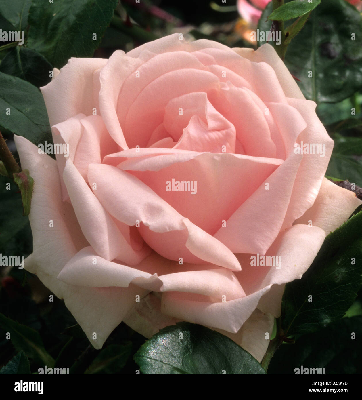 climbing rose Rosa New Dawn Stock Photo - Alamy