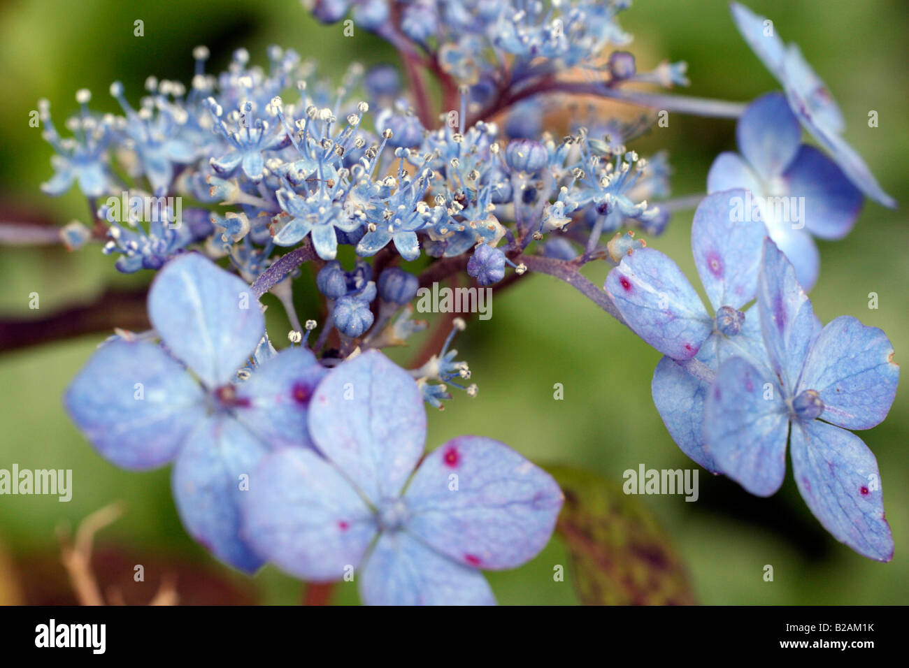 Hydrangea serrata hi-res stock photography and images - Alamy