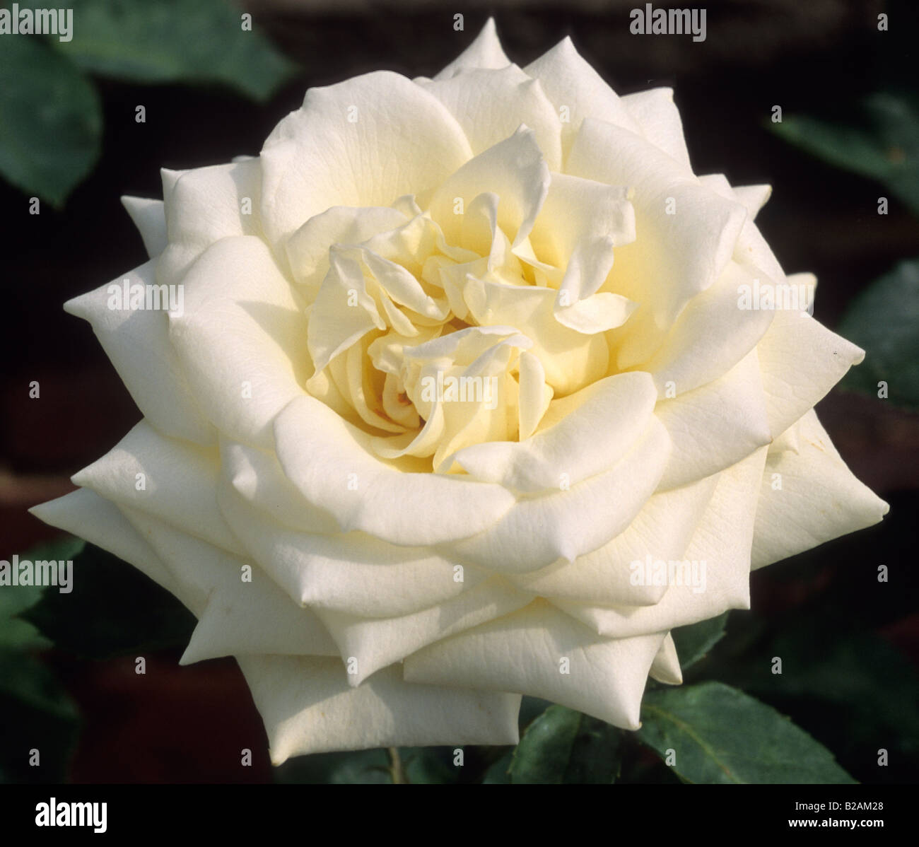 shrub rose Rosa Polar Star Stock Photo - Alamy