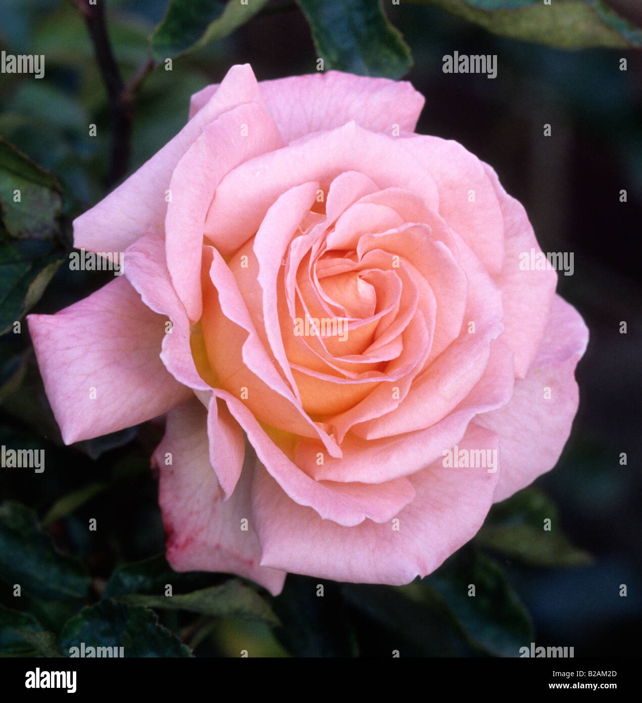 Paul shirville rose hi-res stock photography and images - Alamy