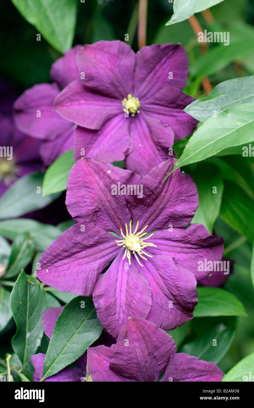 Clematis etoile violette hi-res stock photography and images - Alamy
