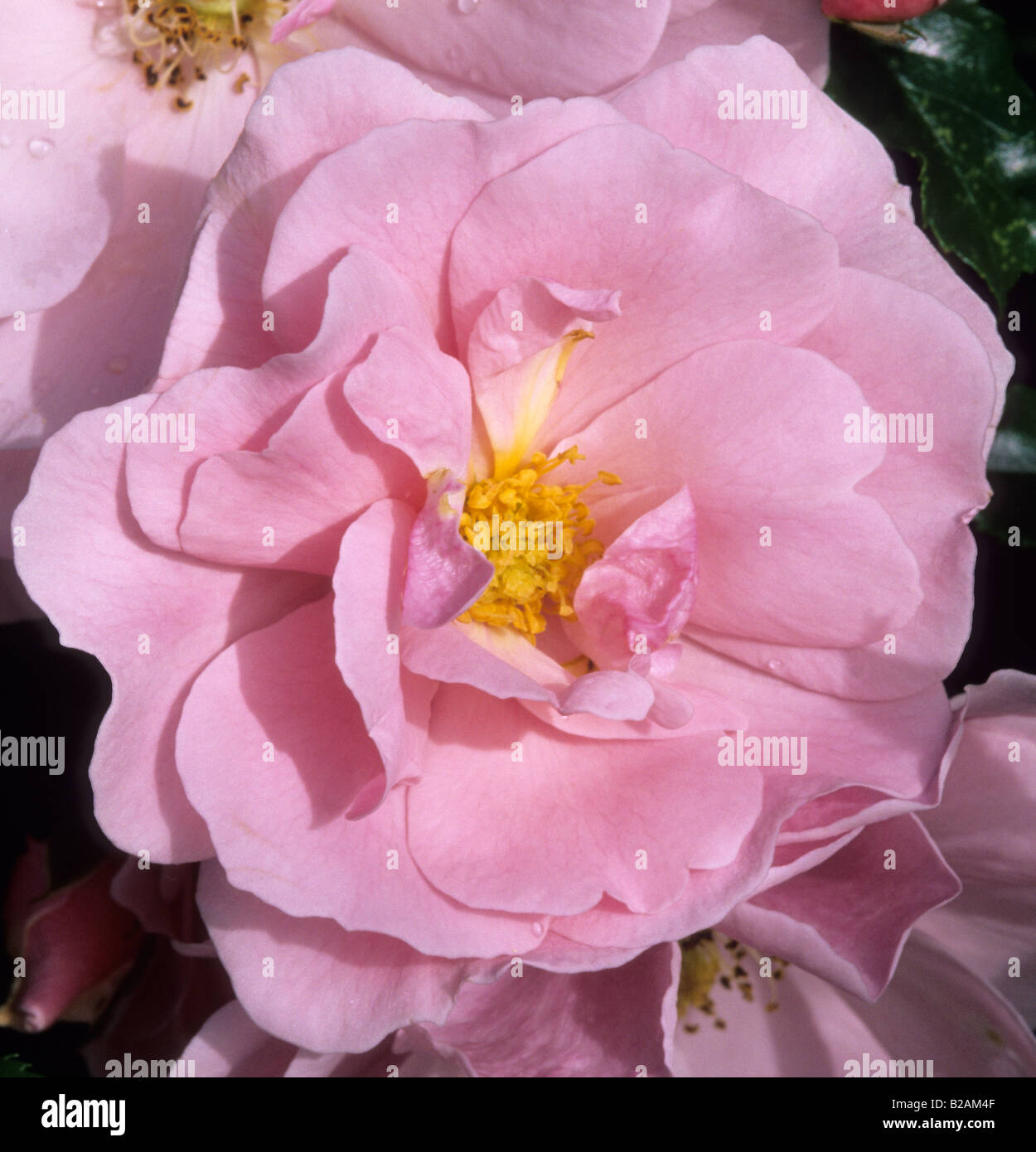 Rose Queen Mother High Resolution Stock Photography and Images - Alamy