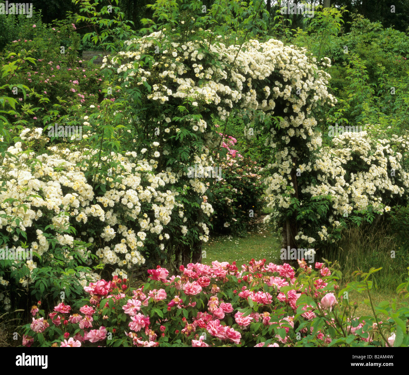 Mannington gardens Norfolk Medieval garden climbing rose Rosa Rambling ...